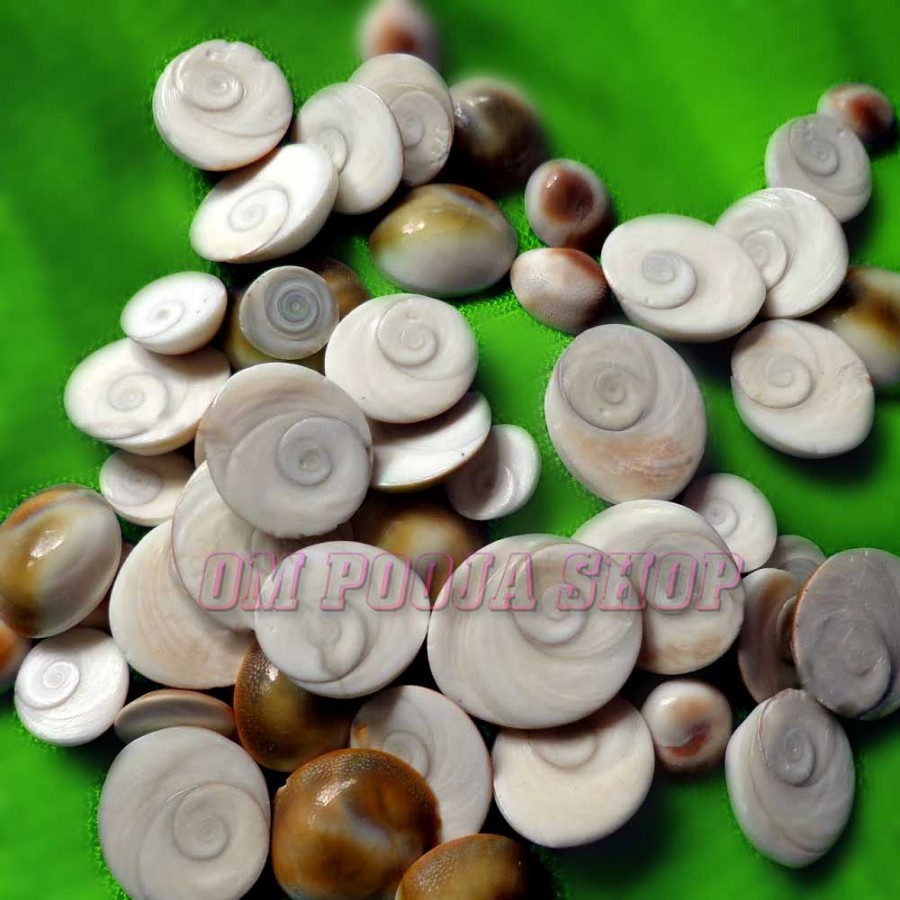 Gomati Chakra: Buy online Gomathi Chakra at best price in USA