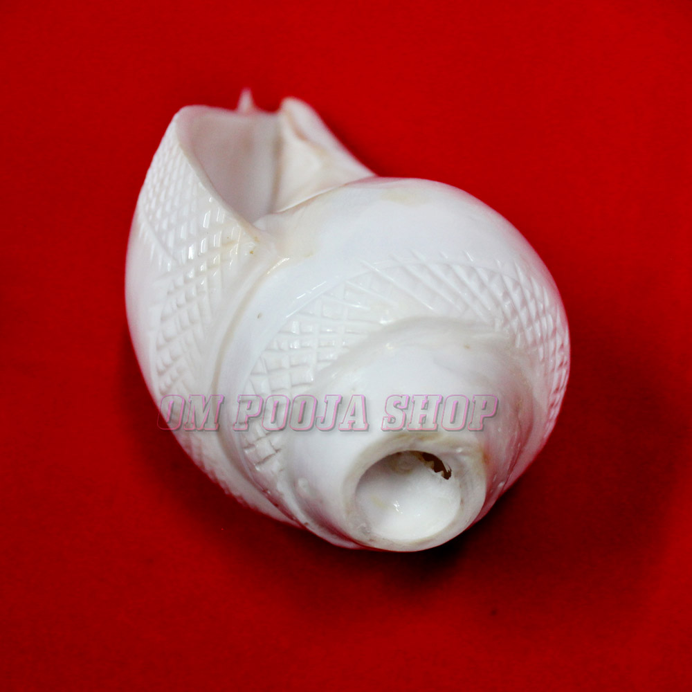 Sunrise Carving Natural Blowing Shankha @ online in USA UK