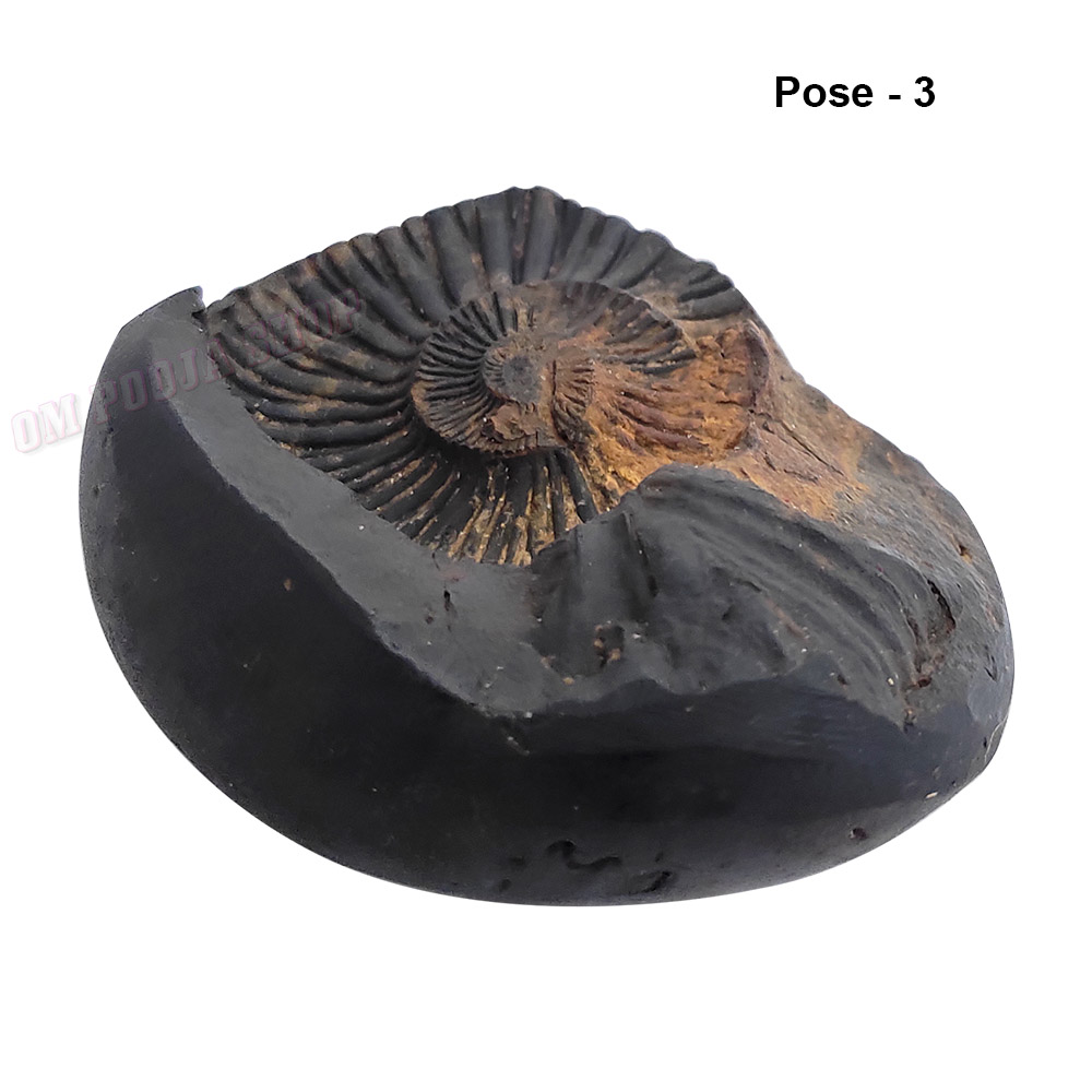 Buy Matsya Narayan Shaligram Shila online @ best price