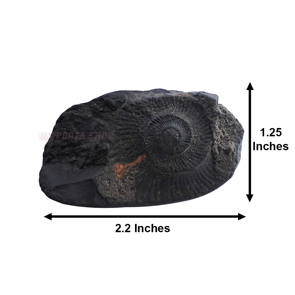 Buy Surya Shaligram Shila online at best price