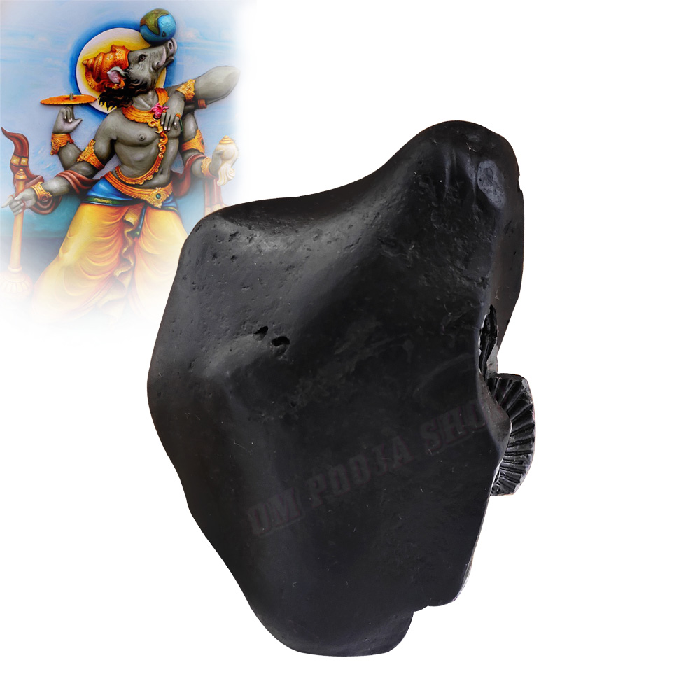 Varaha Mukh Shaligram Stone Buy online