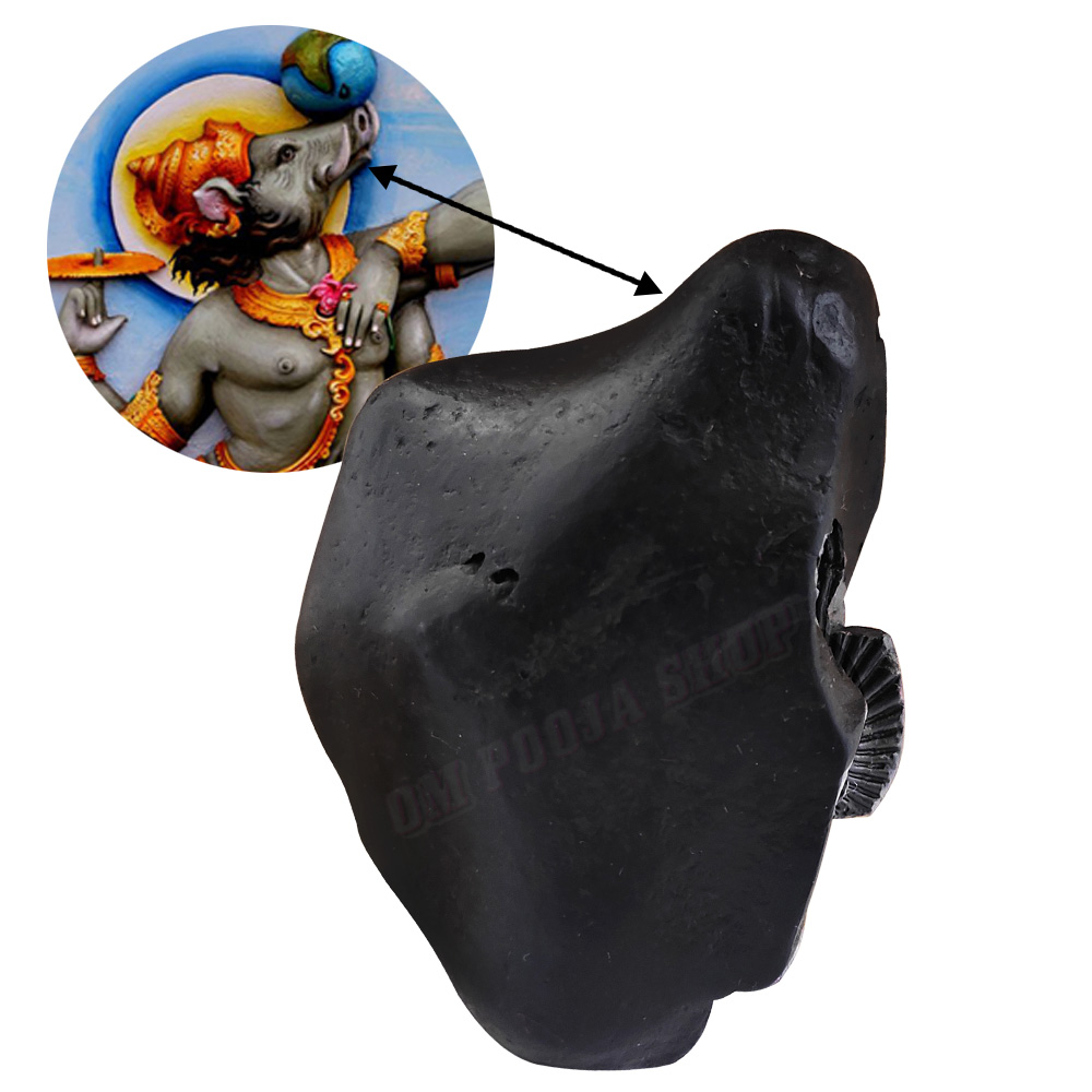 Varaha Mukh Shaligram Stone Buy online